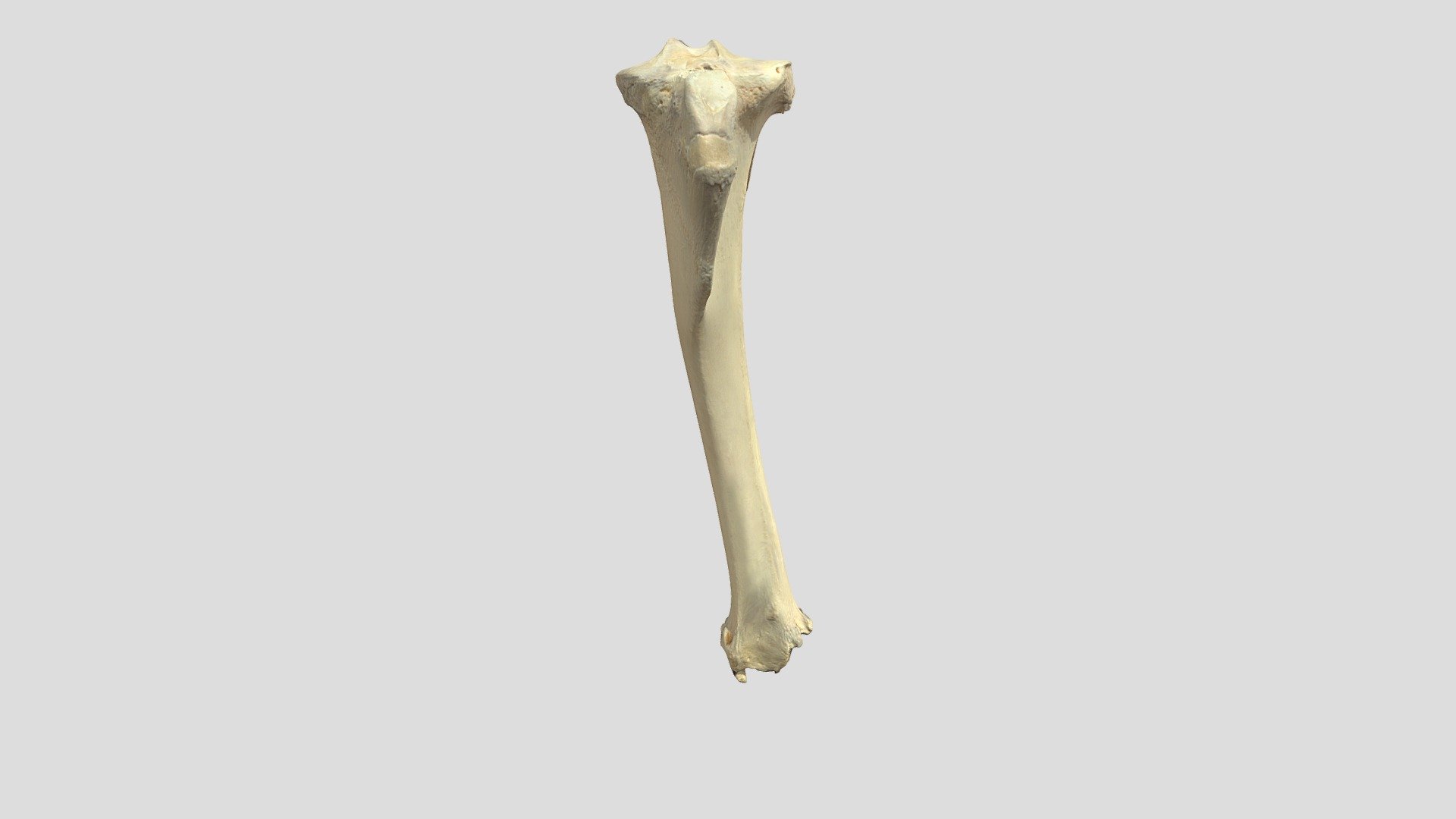 Elk Left Tibia - Download Free 3D model by Wesleyan University ...