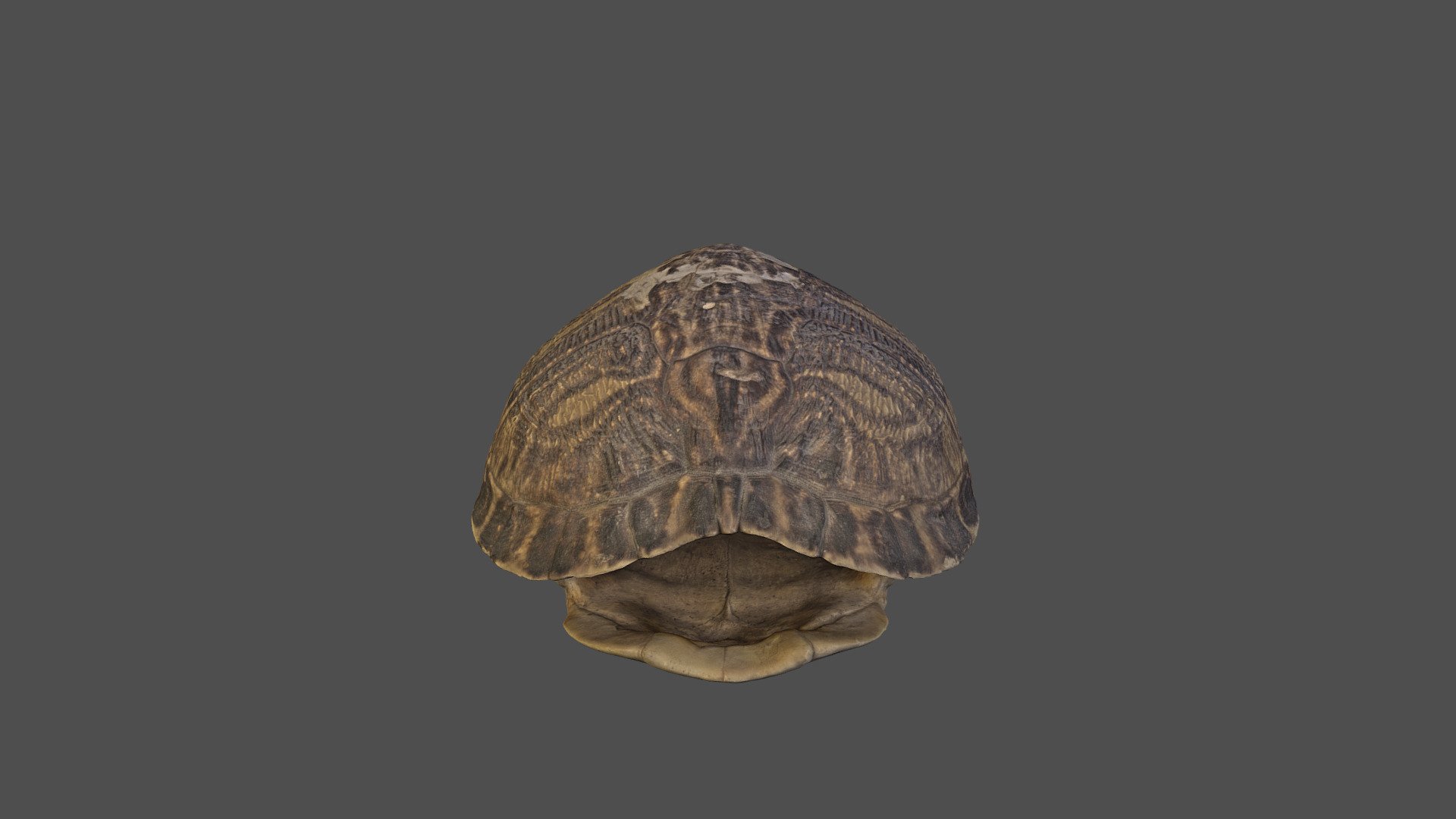 PMP: Turtle Shell (v.2) - Download Free 3D model by Advanced ...