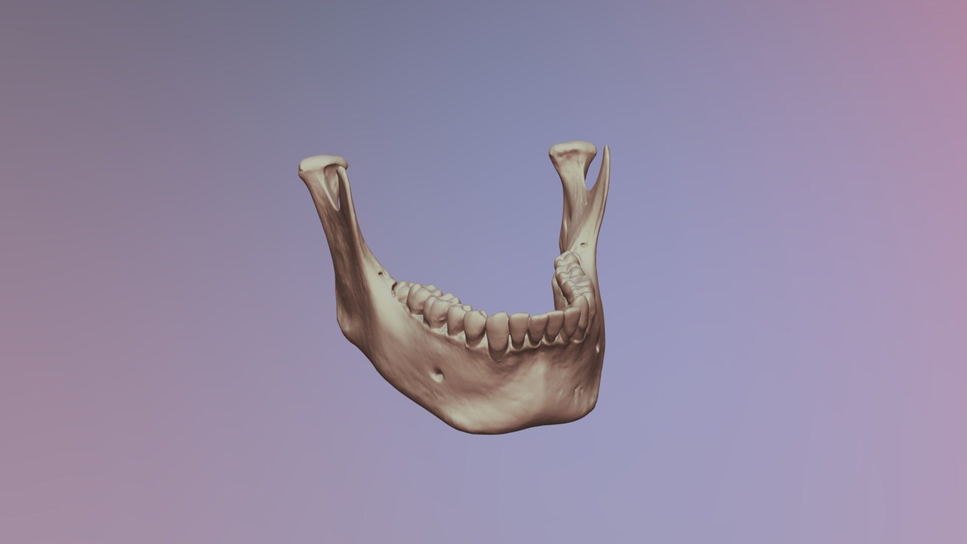 Human Mandible - 3D model by OU Libraries (@libedge) [7bdcd86] - Sketchfab