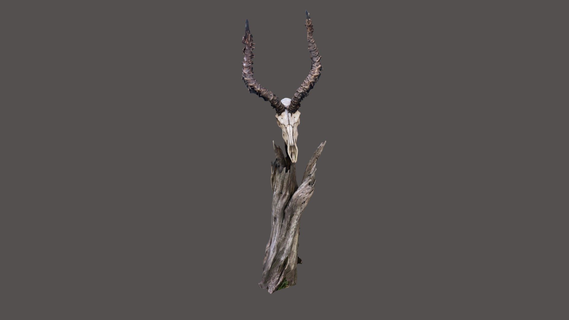 Impala skull - with STL File - Download Free 3D model by ...