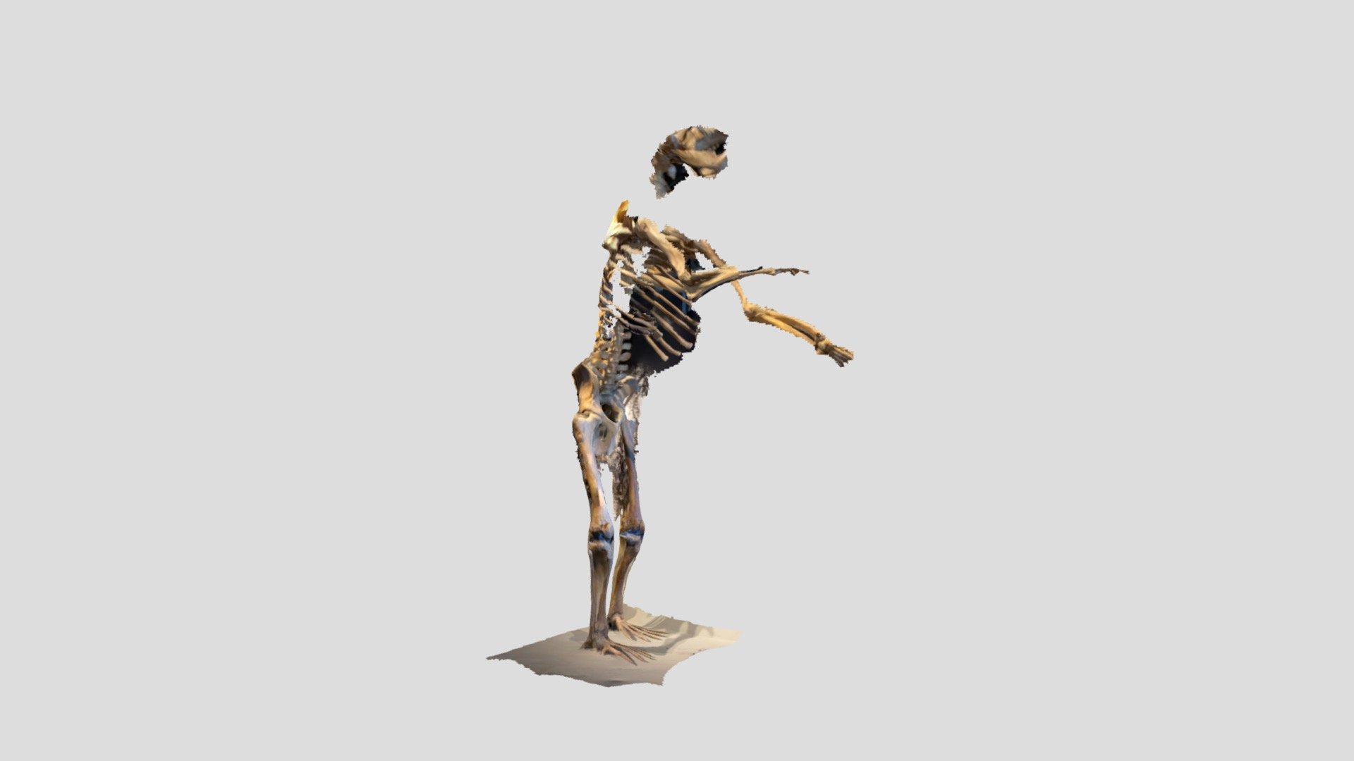 Sloth - Download Free 3D model by semiller88 [7be48c4] - Sketchfab