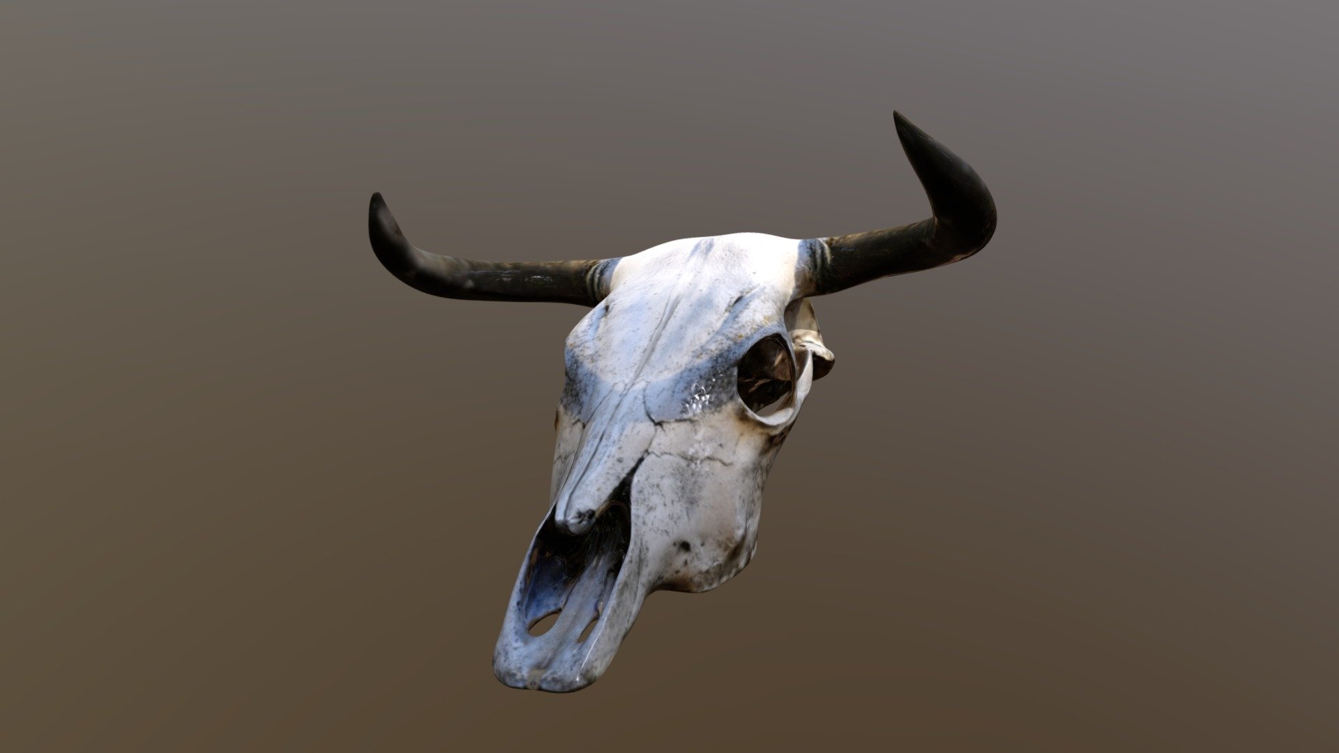 Bull Skull Lp - 3D model by barbaralanzarote (@Eskamandro) [7be8783 ...