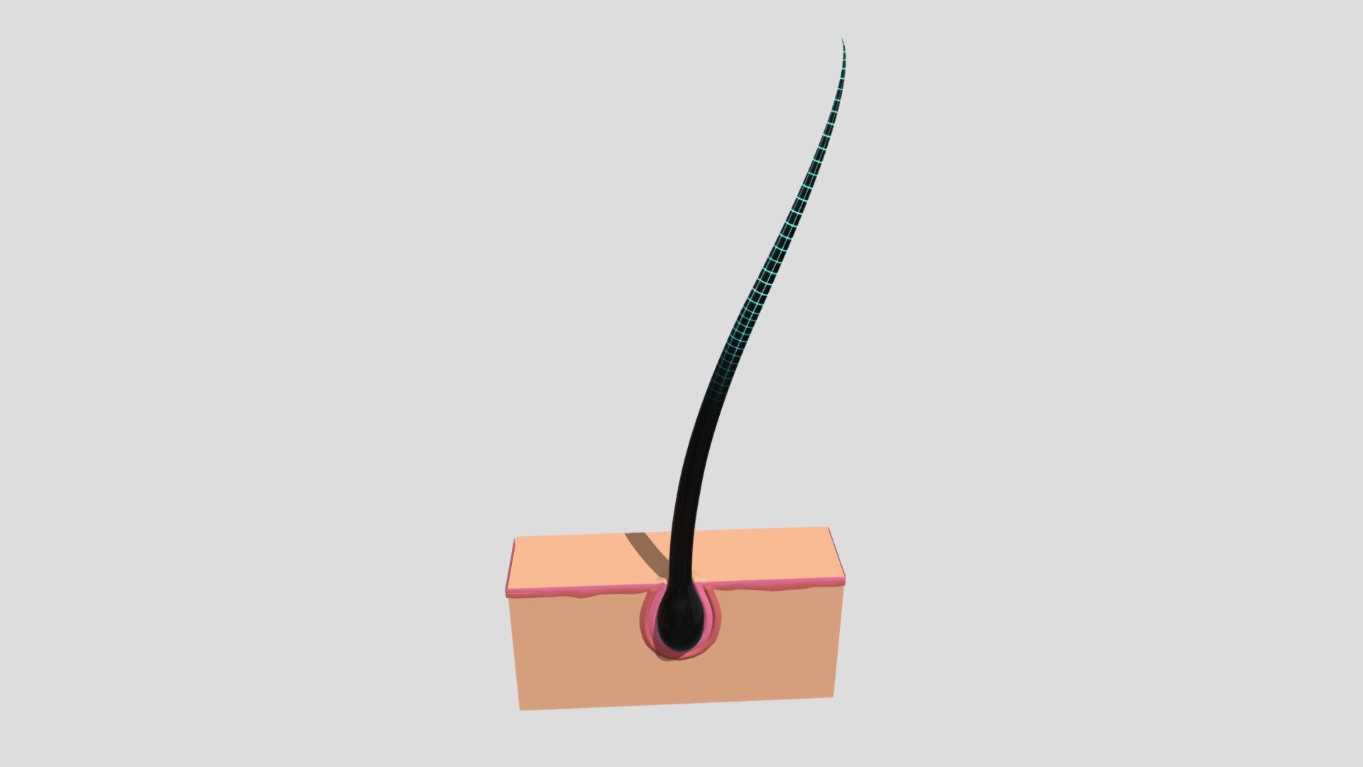 Single hair follicle with hologram in hair - Download Free 3D model by ...