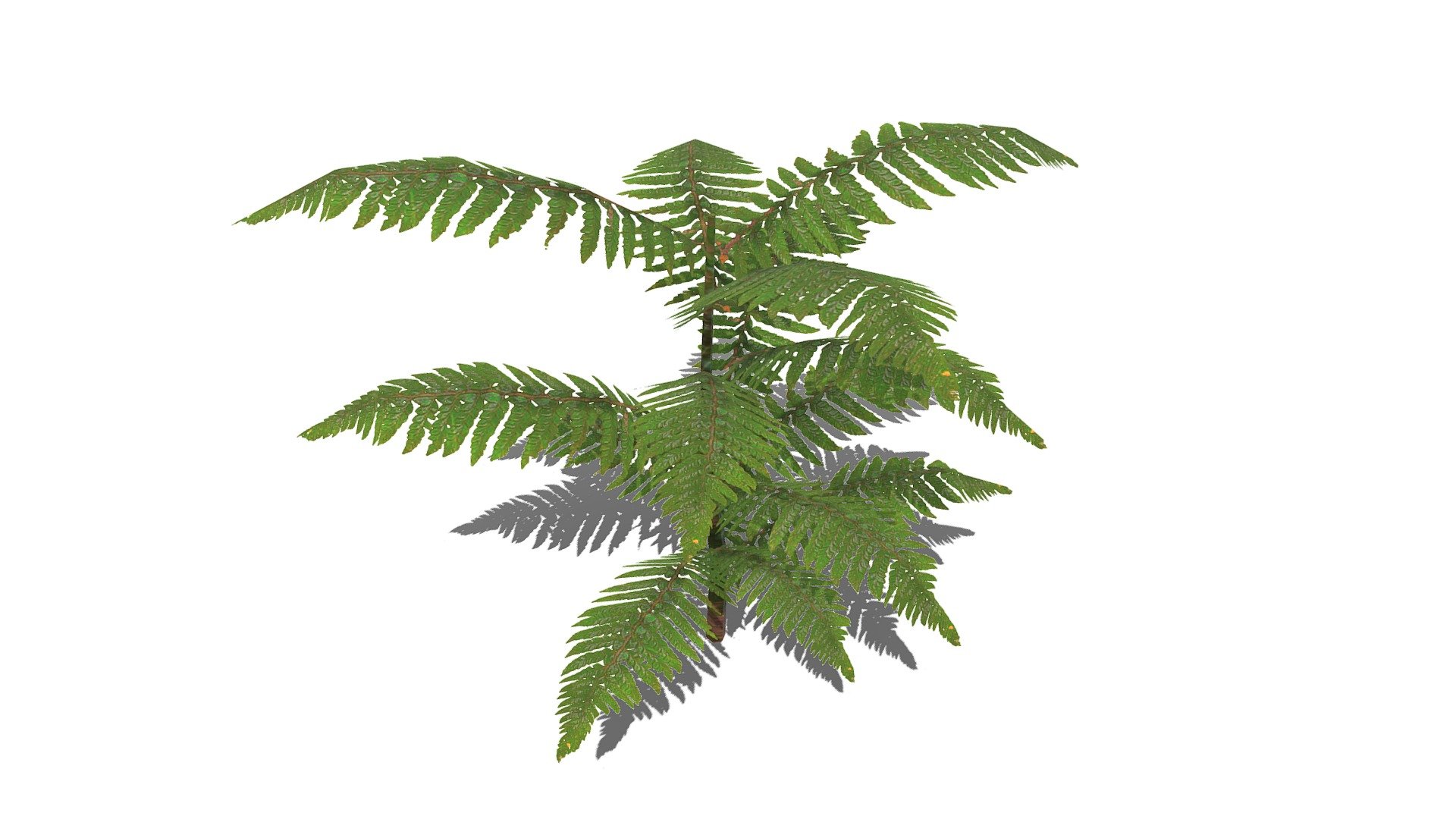 Fern - Plants / Foliage - Buy Royalty Free 3D model by Studio Lab ...