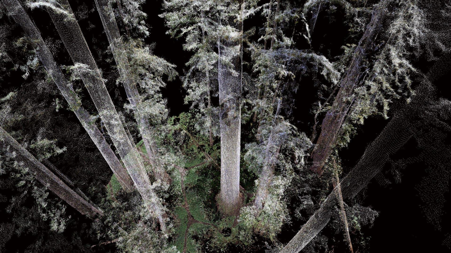 Stout Grove Redwood Forest - Northern California - 3D model by Carlos ...