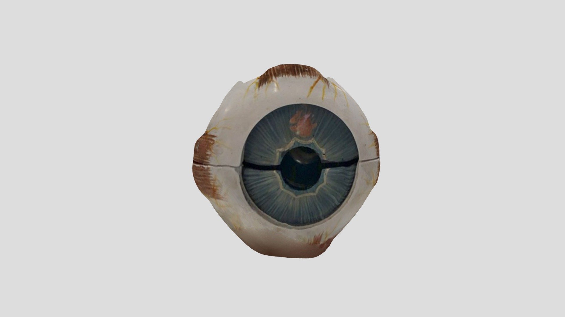 Extra-Ocular Muscles of Orbit - Download Free 3D model by rfwaugh ...