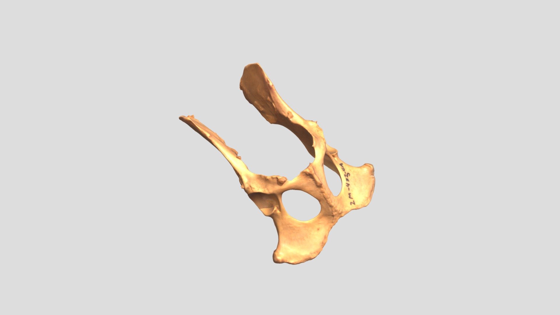 Vulpes vulpes (red fox) - F pelvis - 3D model by osteoarchaeology ...