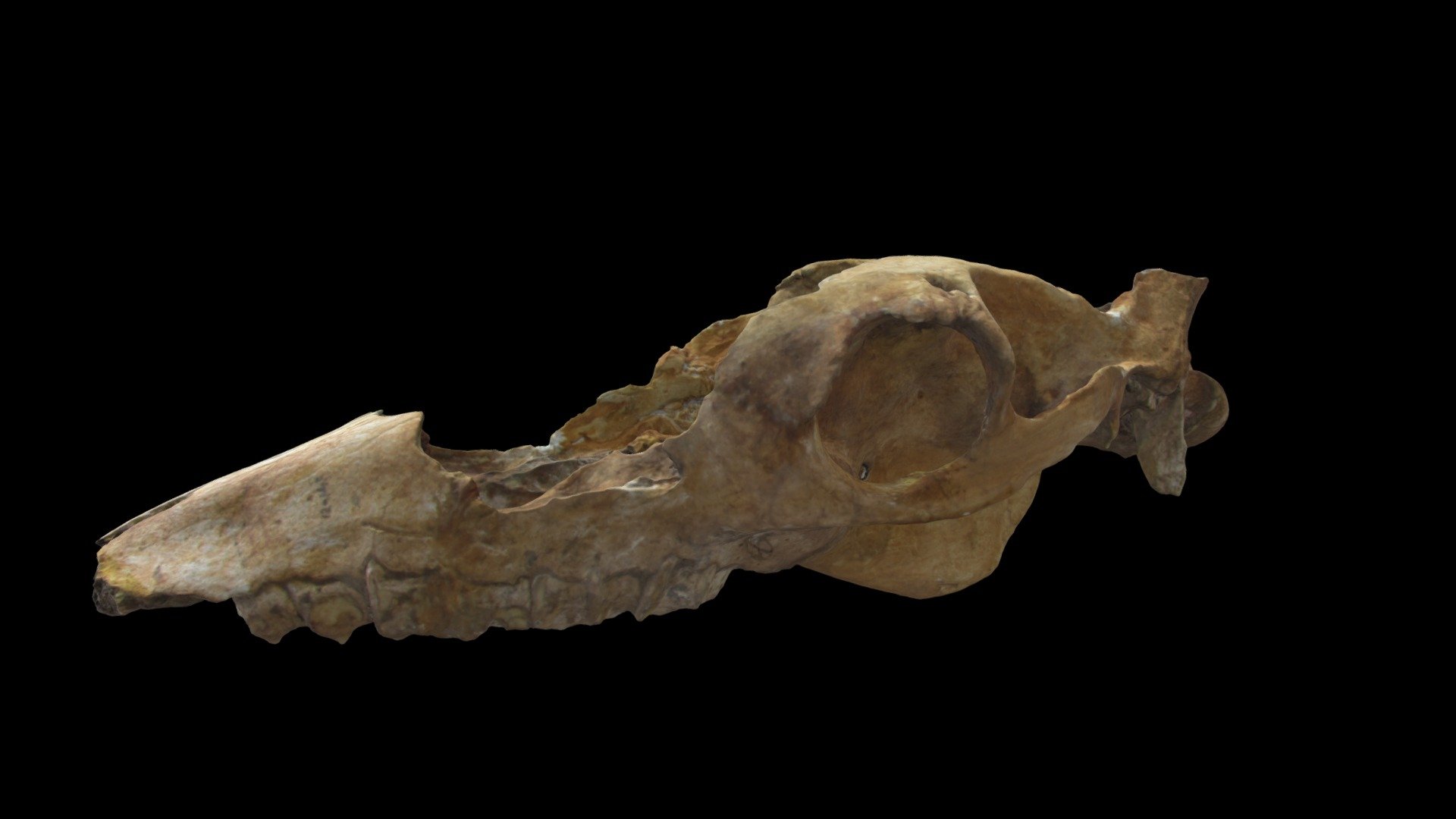 Macrauchenia Patachonica Mlp 12 1425 3d Model By Museo De La Plata