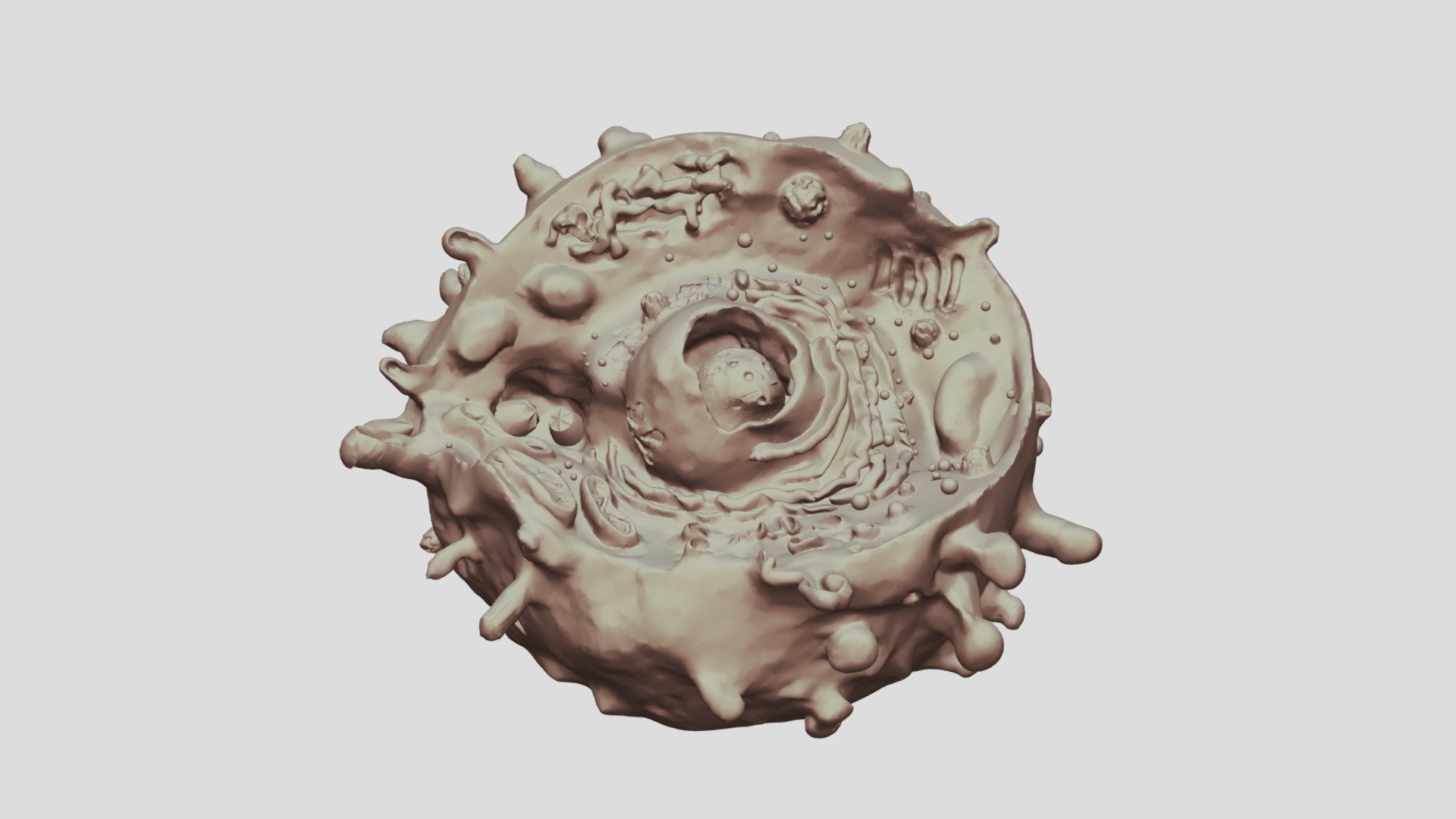 ANIMAL CELL - HUMAN BIOLOGY - 3D model by Tiago.Berkman [7c13654 ...