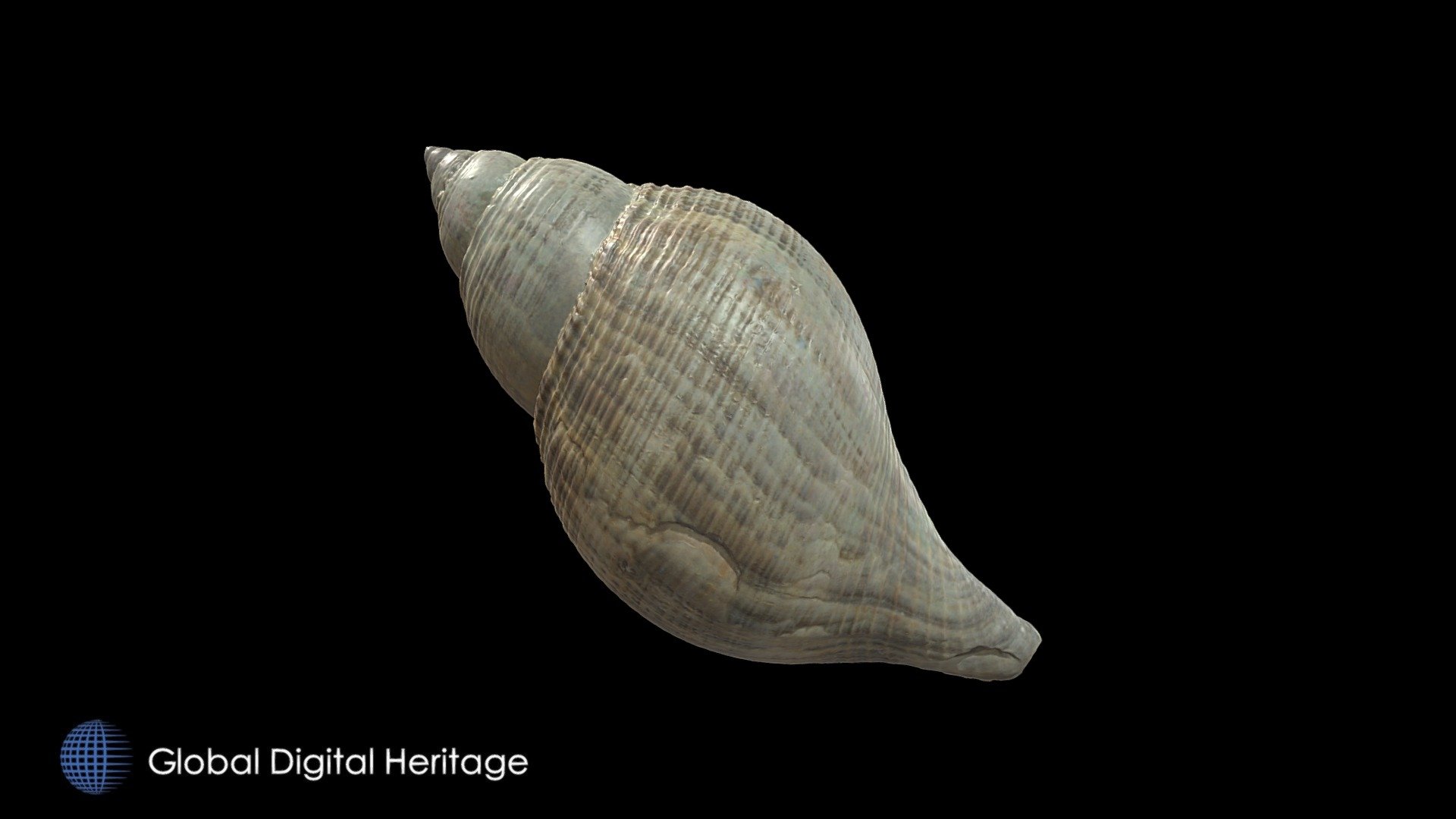 Tulip Snail Shell - Download Free 3D model by Global Digital Heritage ...