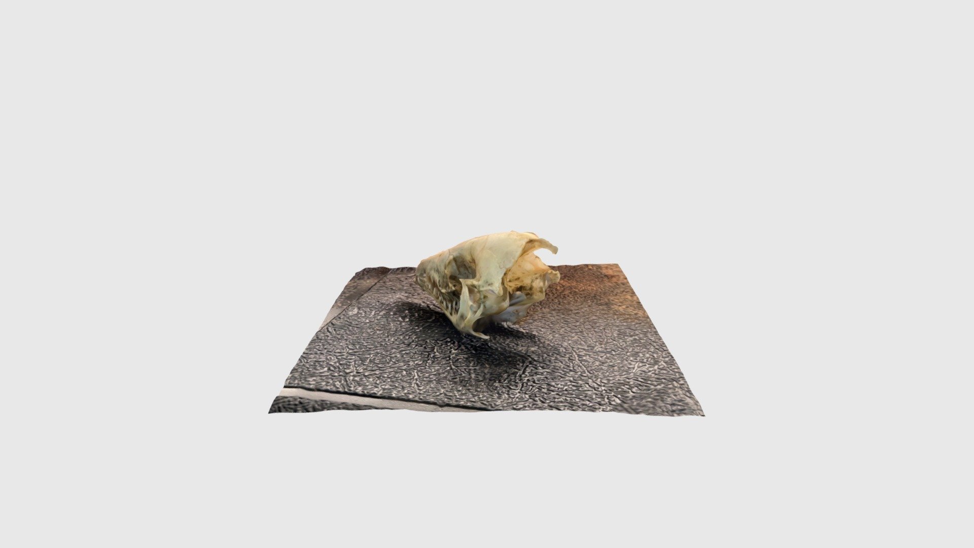 Southern Brown Bandicoot skull - Download Free 3D model by Tricia.Ann ...