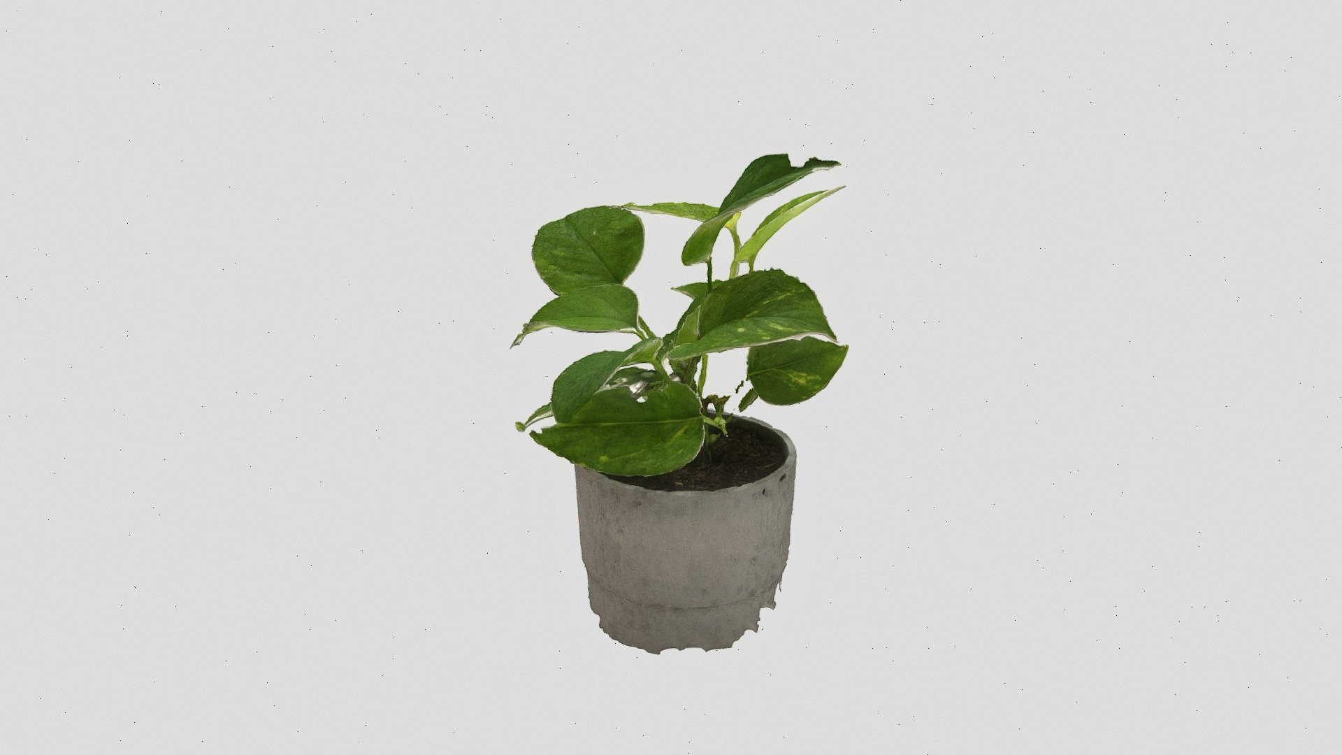 Golden Pothos - Download Free 3D model by manusainz [7c22a70] - Sketchfab