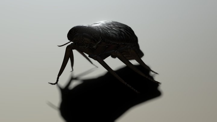 Cockroach 3D models - Sketchfab