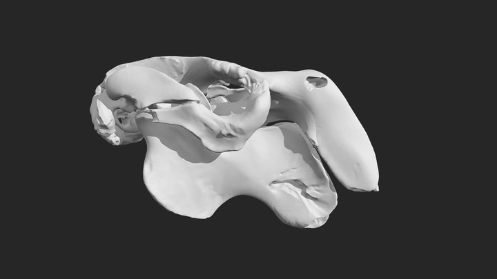 Dugong 3D models - Sketchfab