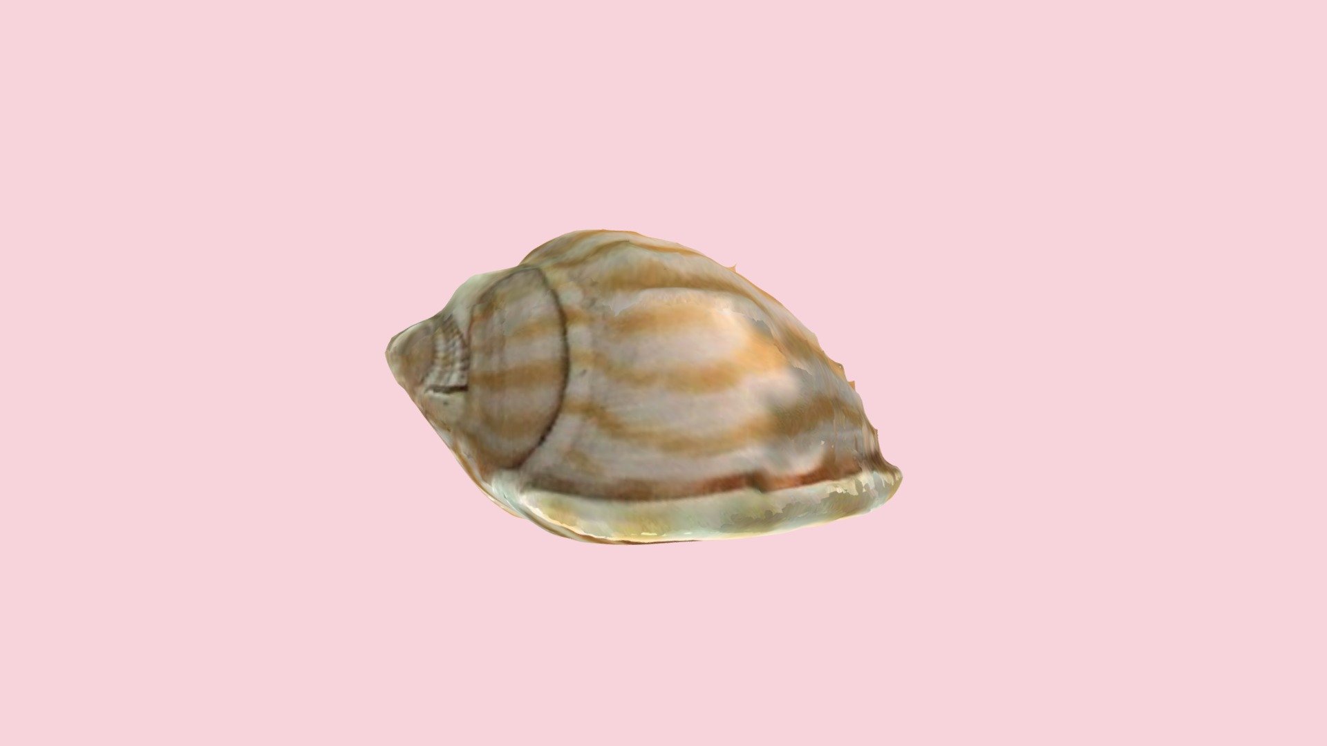 條紋鬘螺Phalium flammiferum - 3D model by CraftsinPengHu (@luperlatw ...