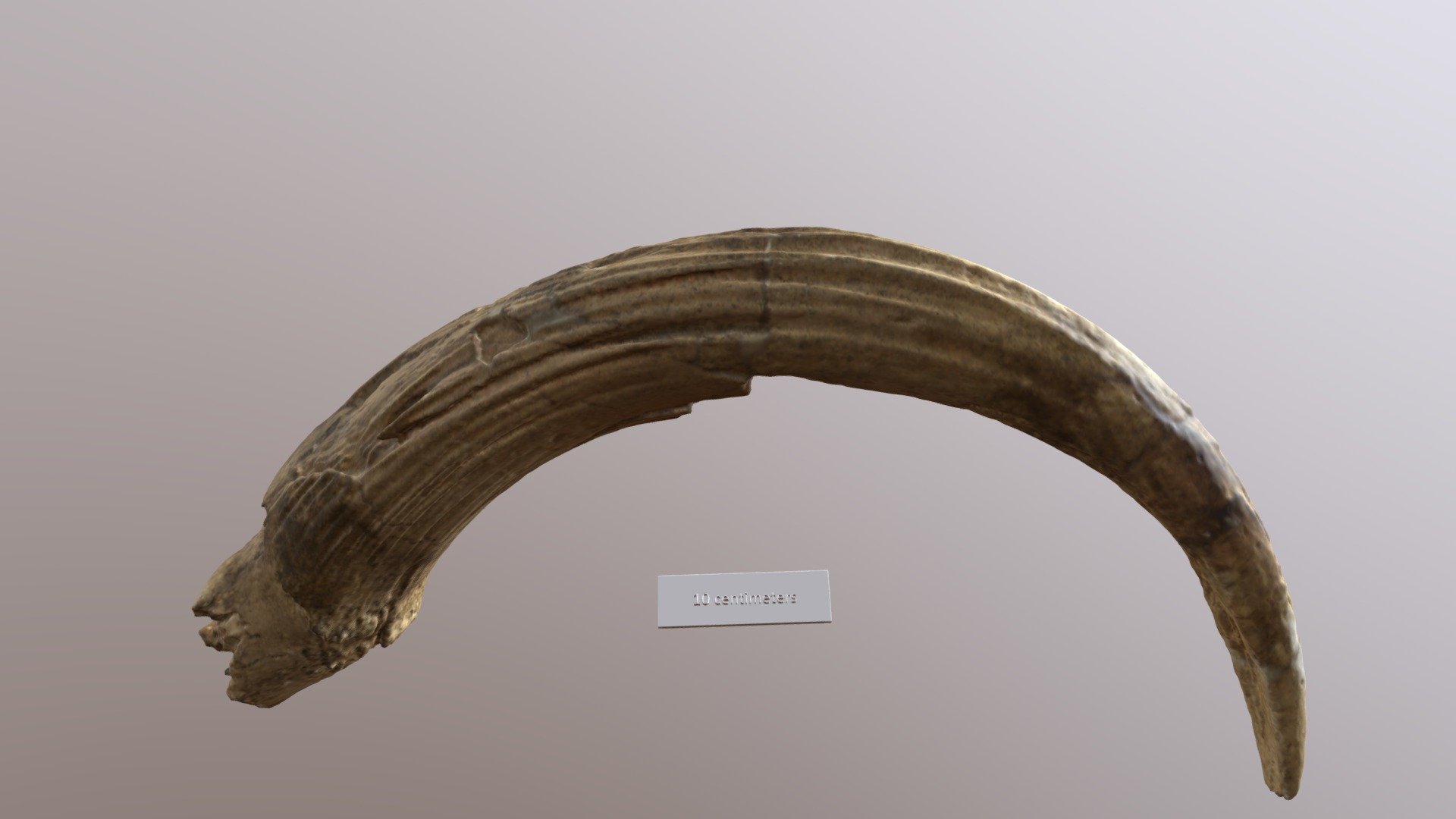 Bison latifrons Horn (VCU_3D_3936) - Download Free 3D model by Virtual ...