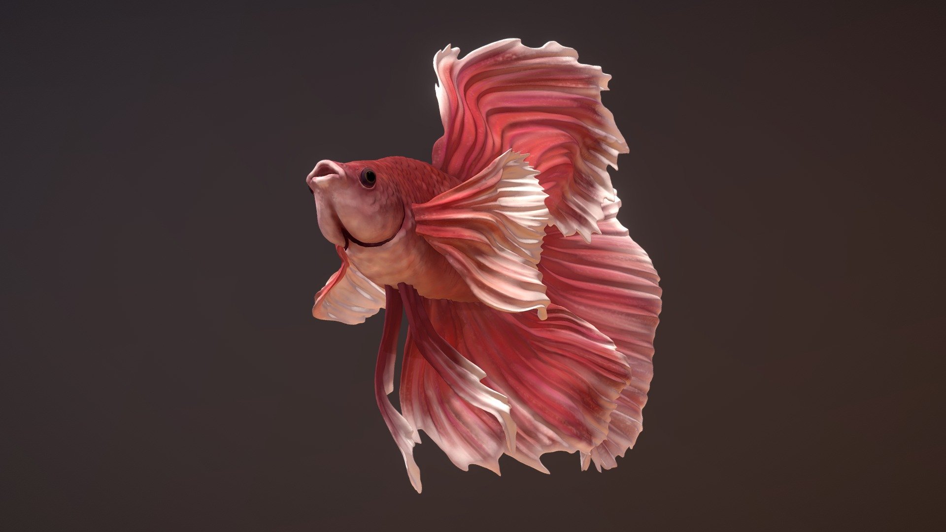 Dumbo Betta Fish - 3D model by katrinah [7c37707] - Sketchfab