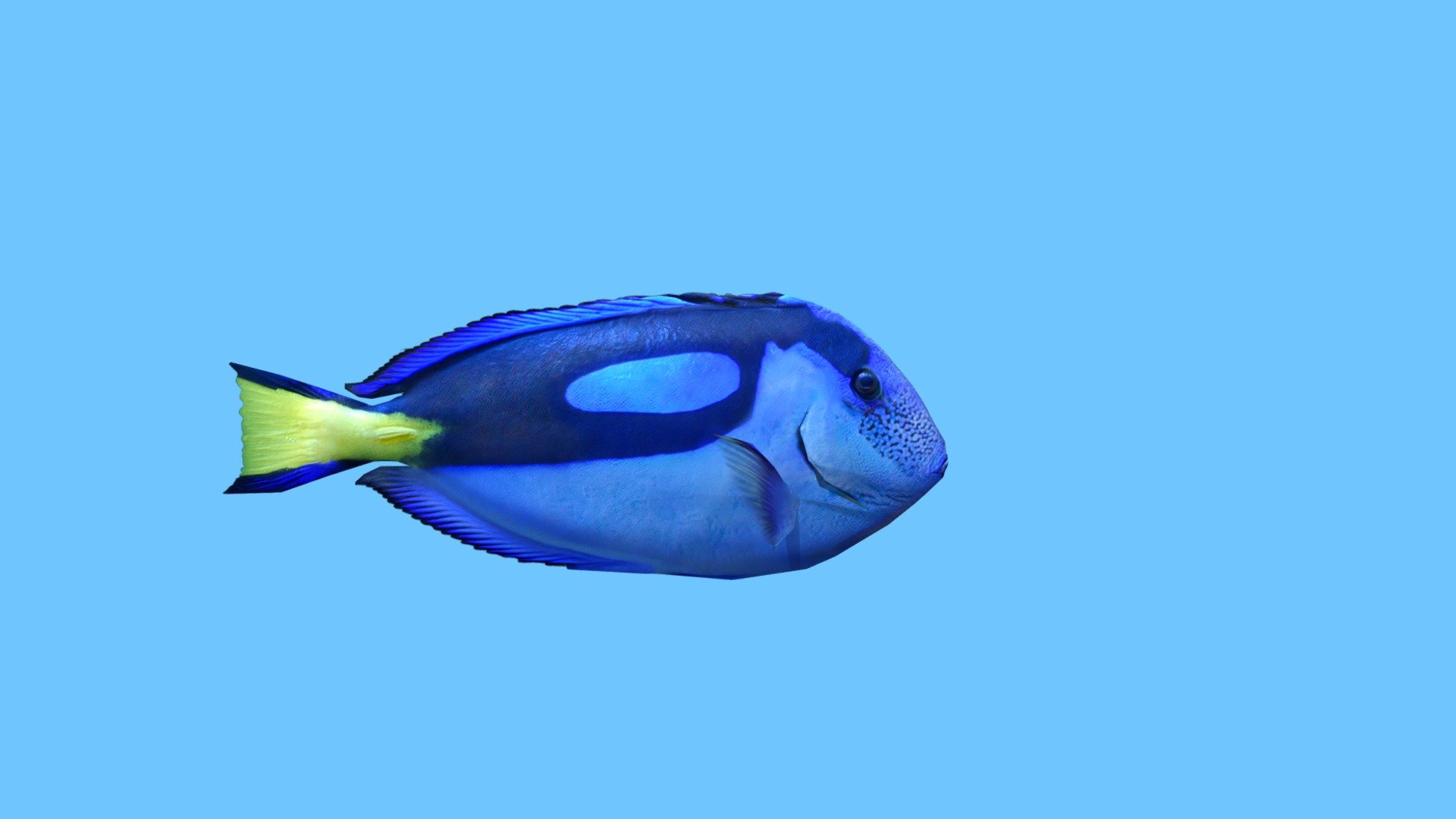 Blue Tang (Surgeonfish) - 3D model by Mikhail Nesterov (@cgsoul ...