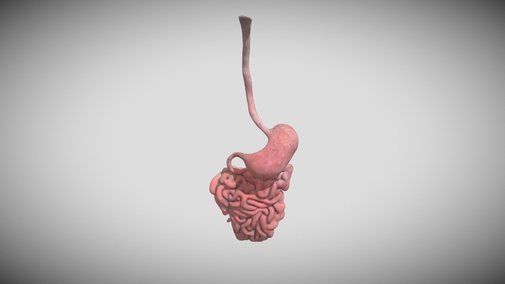 Small Intestine - 3D model by ayatadev [7c453e9] - Sketchfab