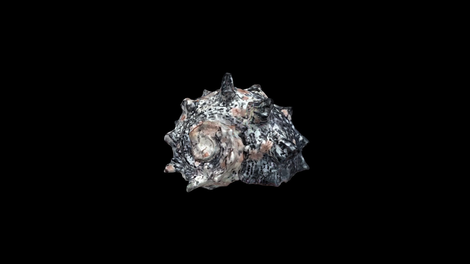 Shell 27 - Angaria delphinus (common delphinula) - Download Free 3D ...
