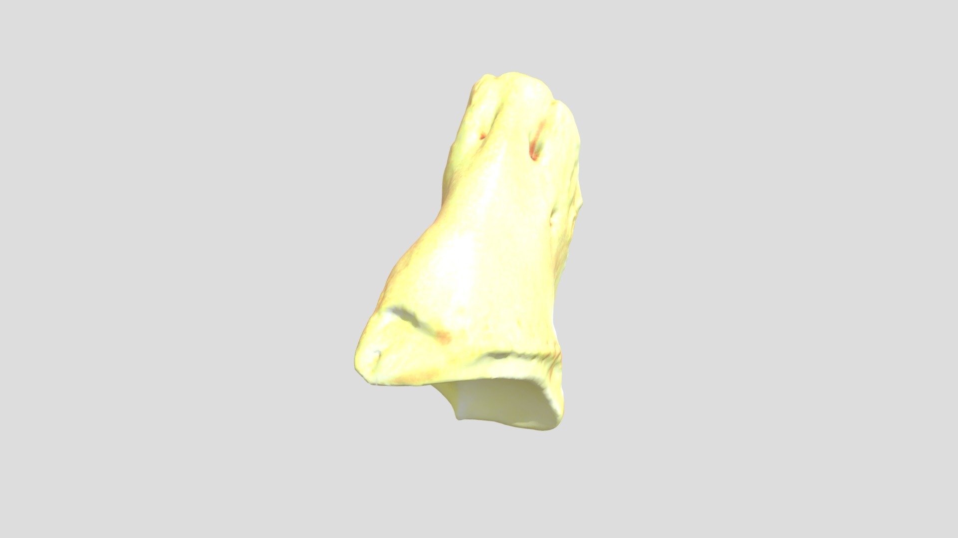 Sus scrofa (pig) - L posterior phalanx III - 3D model by ...