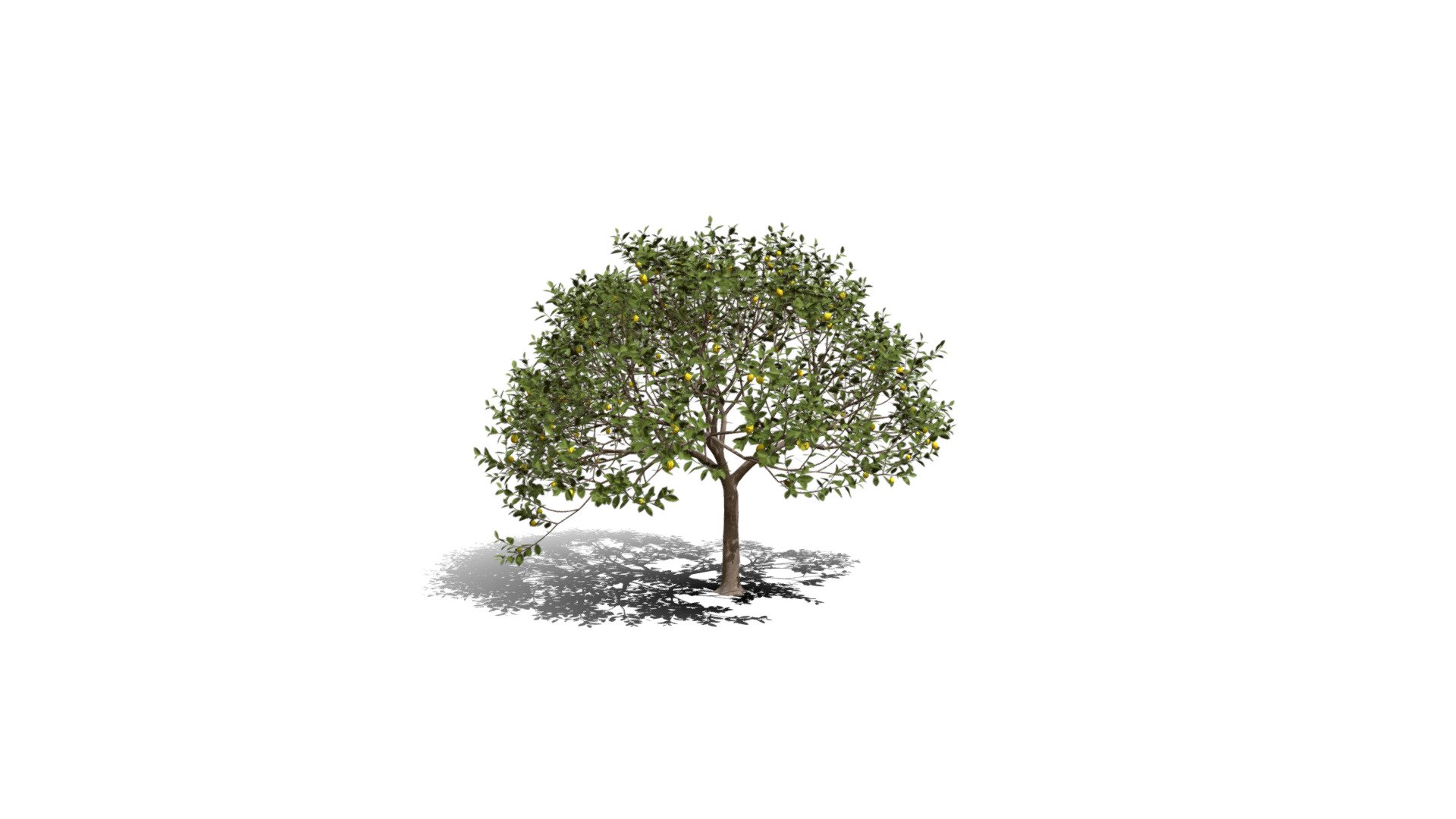 Realistic HD Lemon tree (14/30) - Download Free 3D model by ...