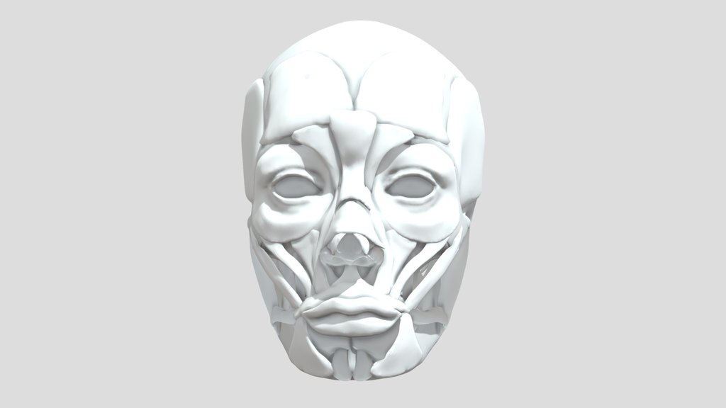 head - A 3D model collection by yukiharu3064 - Sketchfab