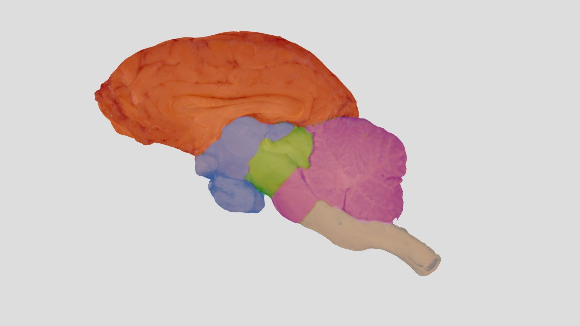 Half Brain Colored - Download Free 3D model by jdb56 [7c584da] - Sketchfab