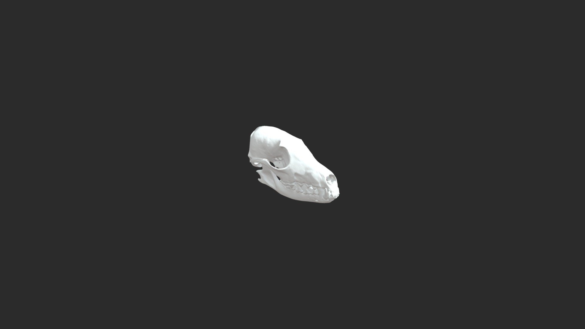 Arctic Fox Skull - Download Free 3D model by Fire & Bone (@fireandbone ...