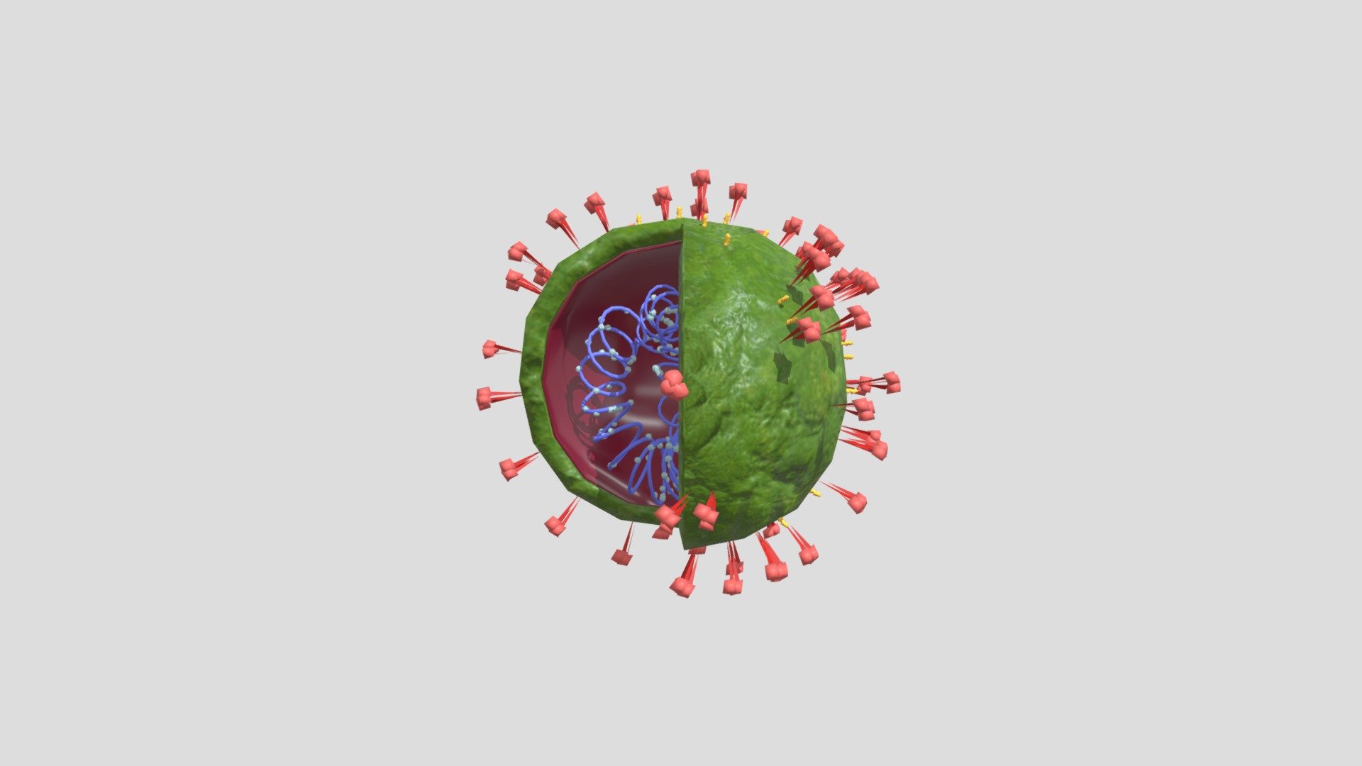 Coronavirus - 3D model by javier.reina [7c65241] - Sketchfab
