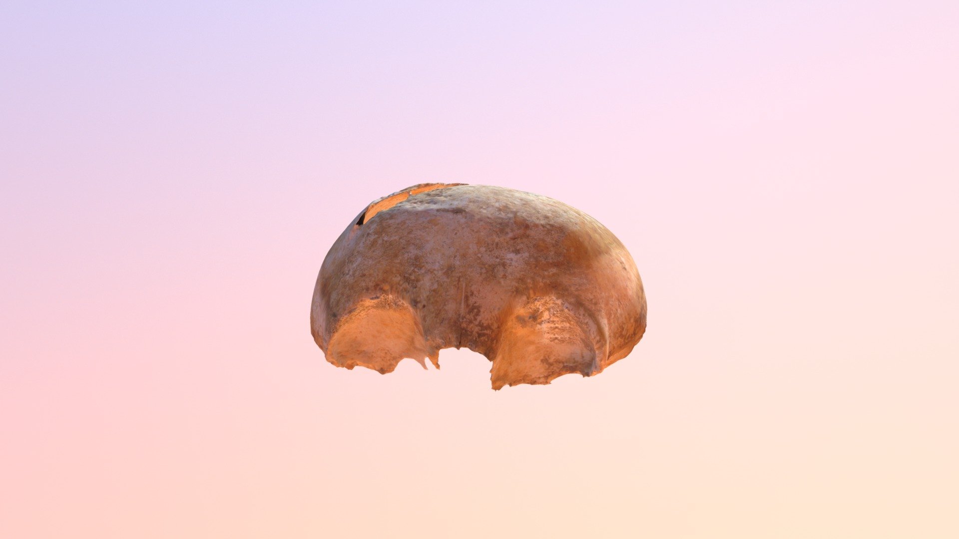 Cribra Orbitalia - 3D model by BU Forensic Anthropology - Neil Slawson ...