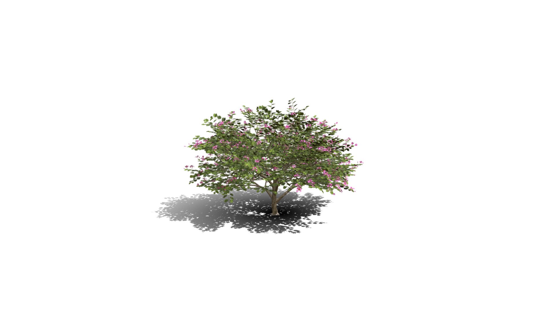 Realistic HD Hong Kong orchid tree (19/40) - Download Free 3D model by ...