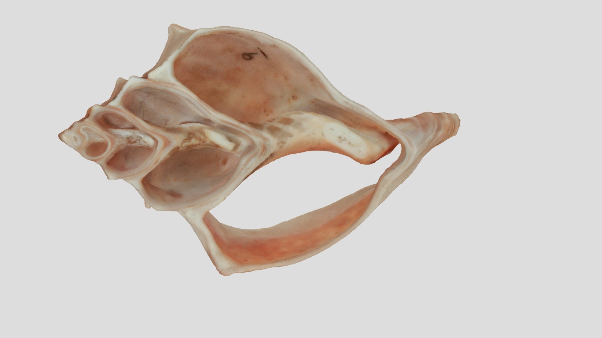 Busycon sp. cross-sectioned - Download Free 3D model by John Merck ...
