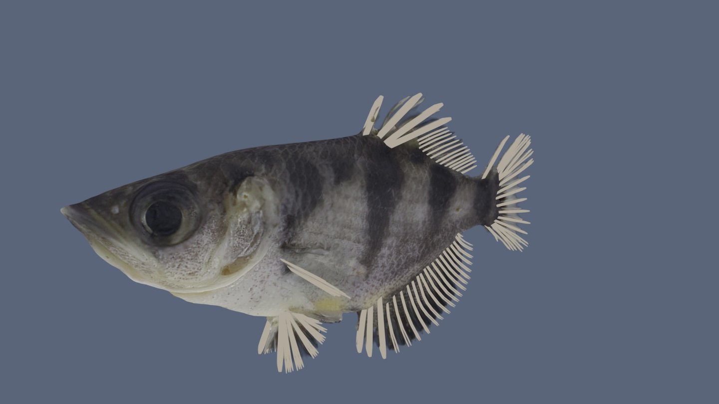 Archerfish Toxotes chatareus - 3D model by Amy Scott-Murray ...