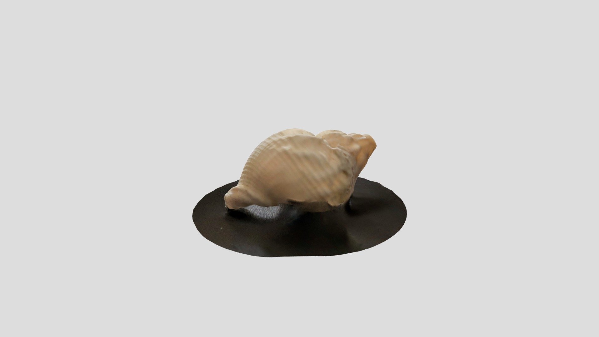 Seashell - Download Free 3D model by cfrankd [7c80296] - Sketchfab