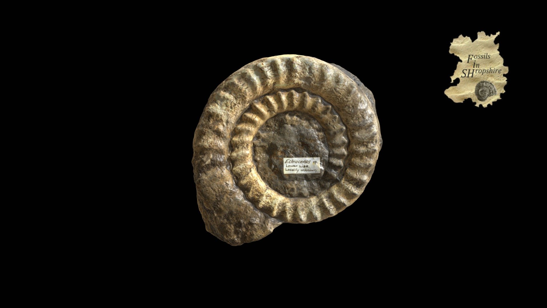 Ammonite - Echioceras - Download Free 3D model by Fossils in Shropshire ...