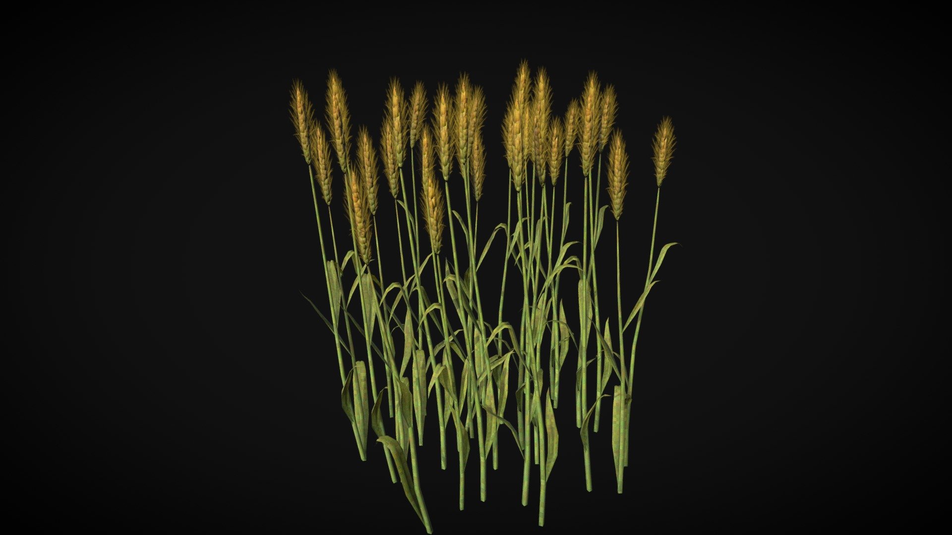Wheat - 3D model by Cory Smith (@cory.smithereens) [7c838f4] - Sketchfab
