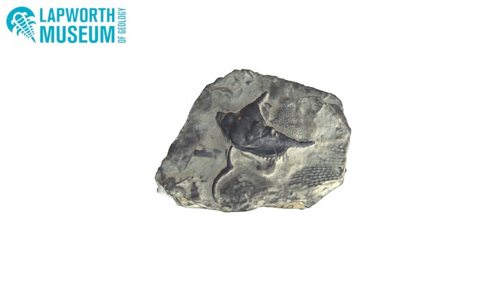 Bryozoan 3D models - Sketchfab