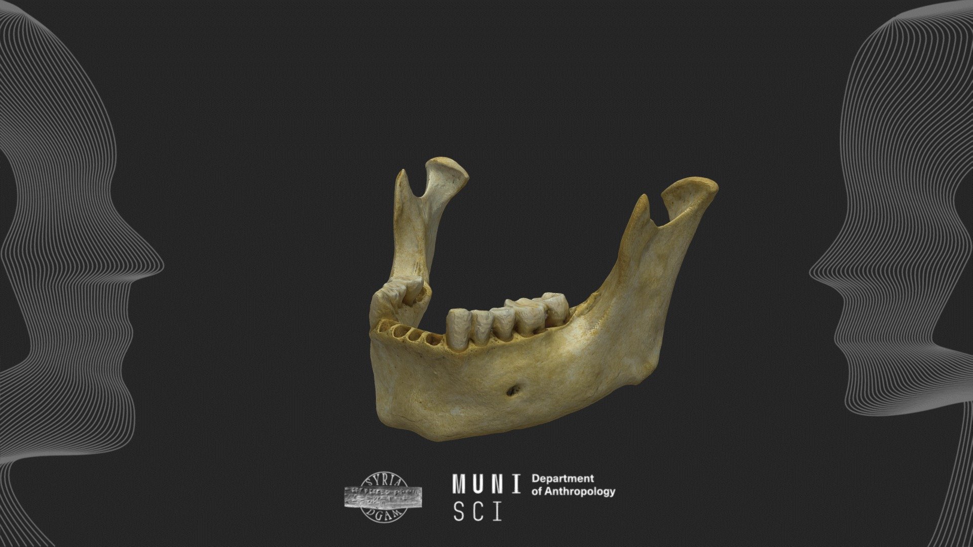 Archaeological human mandible #9 - Syria - Download Free 3D model by ...