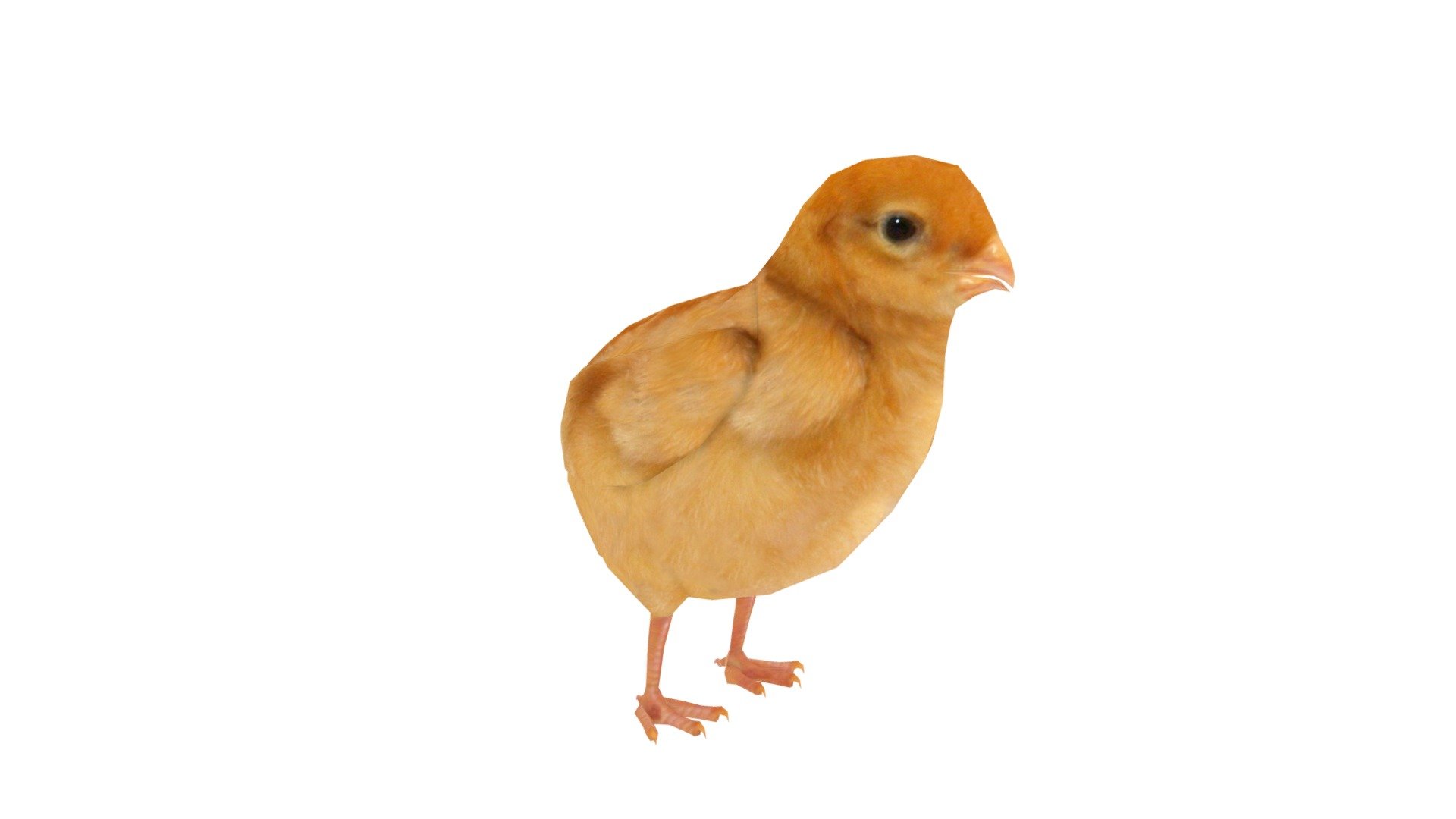 Chick - 3D model by 3DRT.com [7c88d34] - Sketchfab