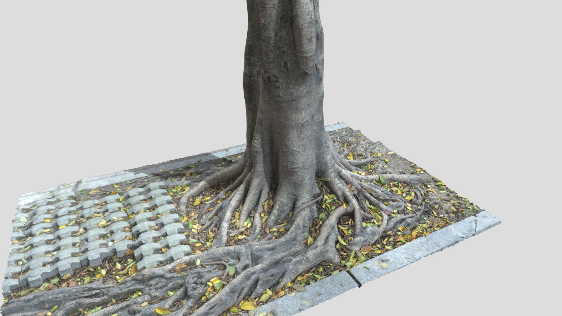 Tree 18 Scan - Download Free 3D model by joeshu [7c9d217] - Sketchfab