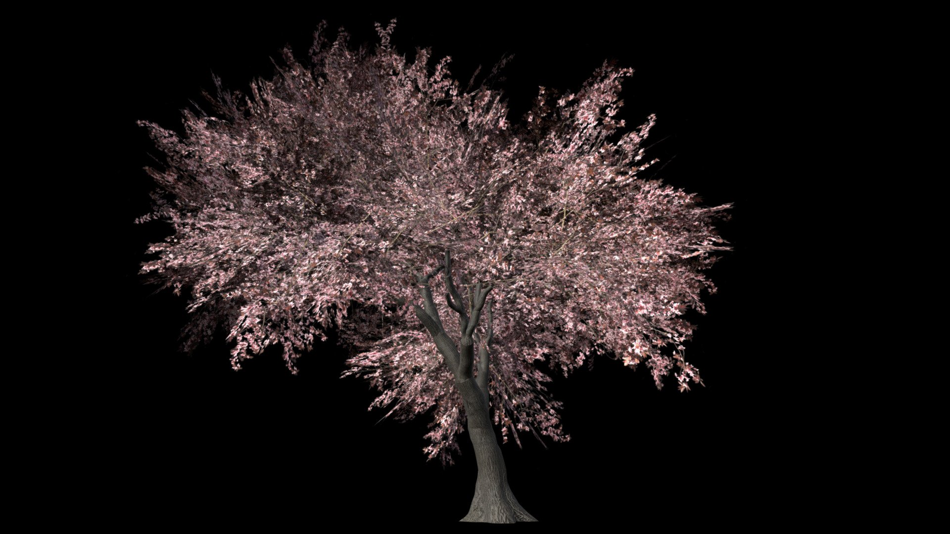 Japanese Cherry Tree (low-Poly) - Download Free 3D model by Sereib ...