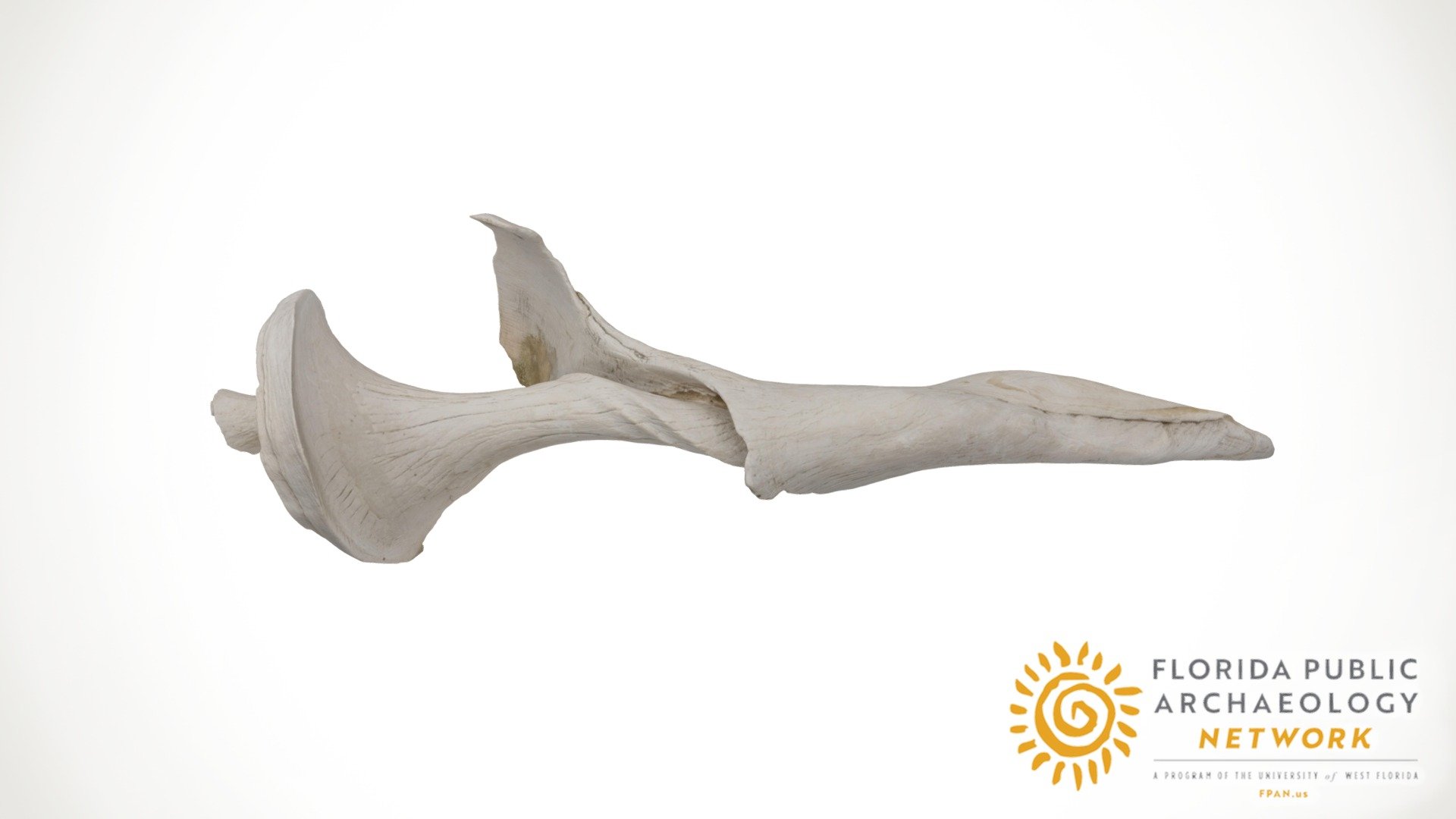 Horse Conch Columella - 3D model by Florida Public Archaeology Network ...