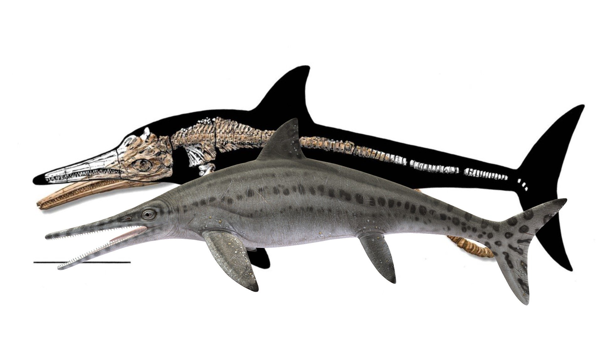 Platypterygius - 3D model by Queensland Museum (@queenslandmuseum ...