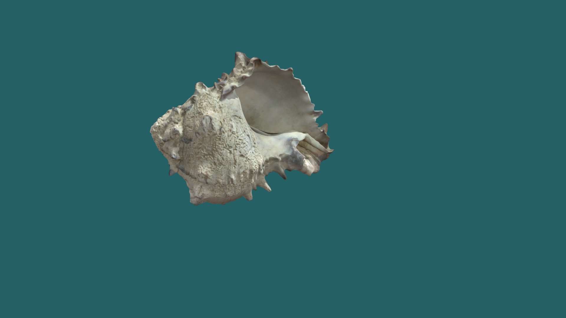 Large Sea Shell - 3D model by Heritage 3D (@Heritage-3D) [7c9fab2 ...