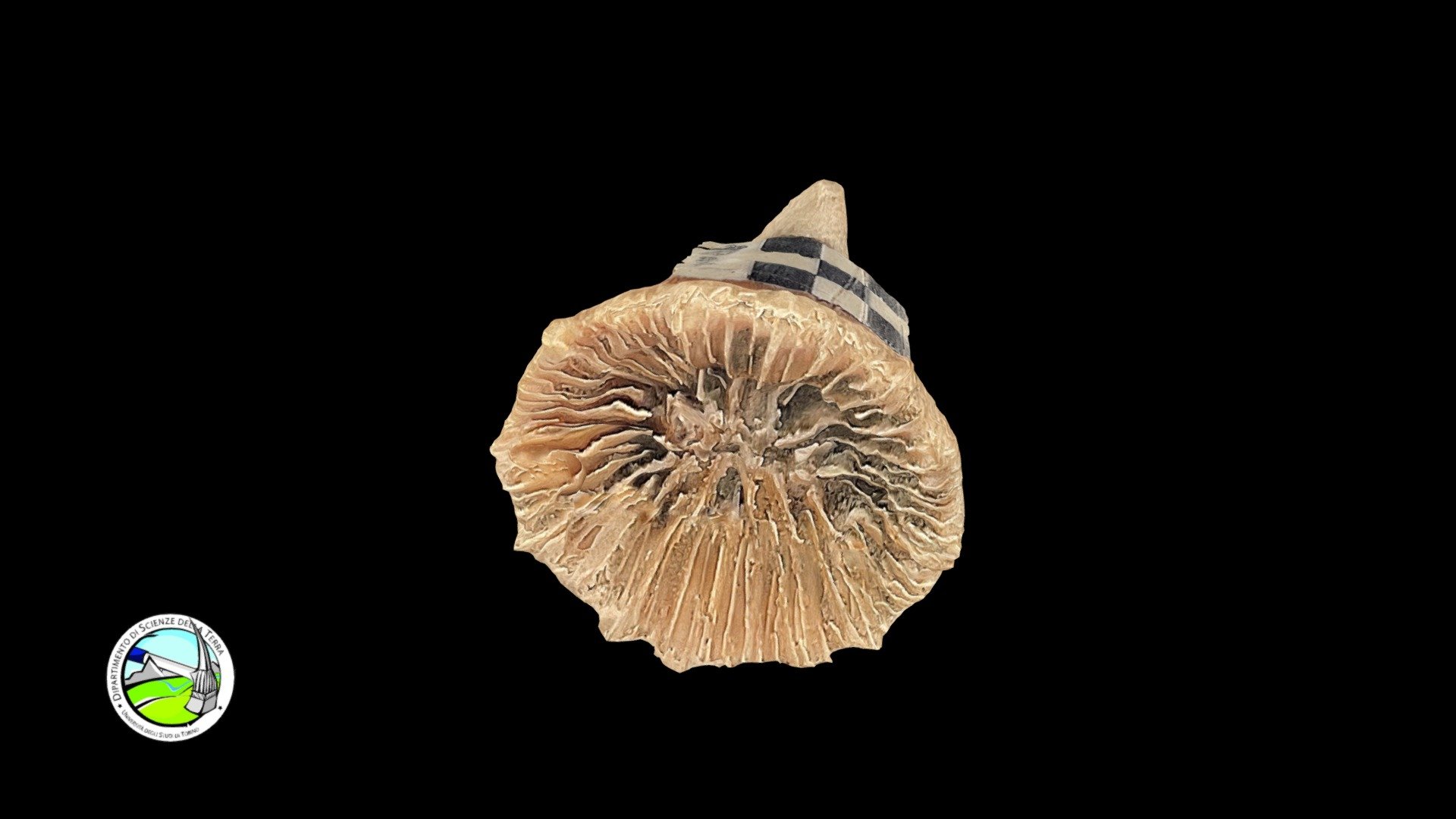 Flabellum - 3D model by Dipartimento di Scienze della Terra - UniTo ...