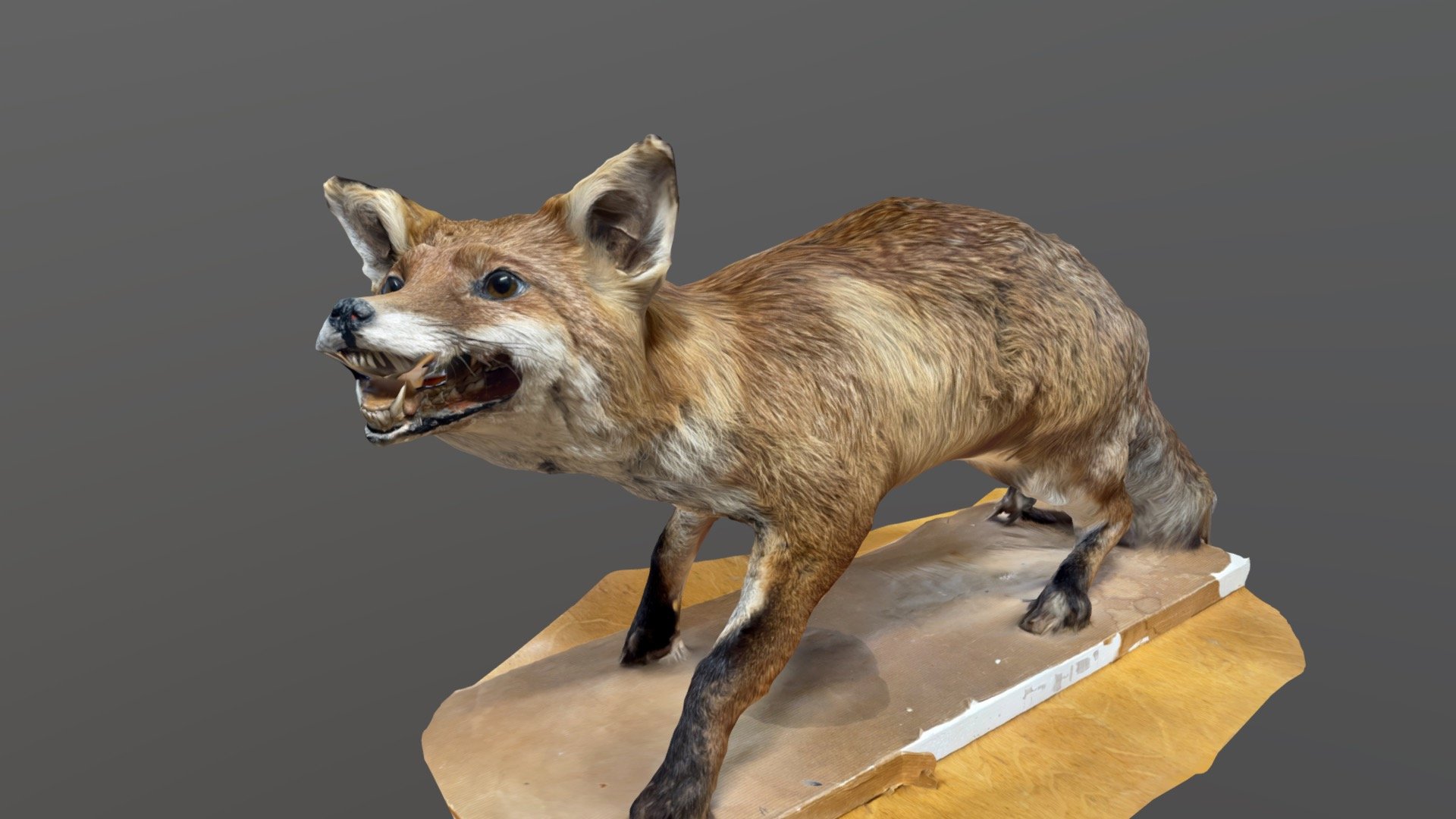 Renard - Download Free 3D model by Tavernier Amaury (@svtavernier ...