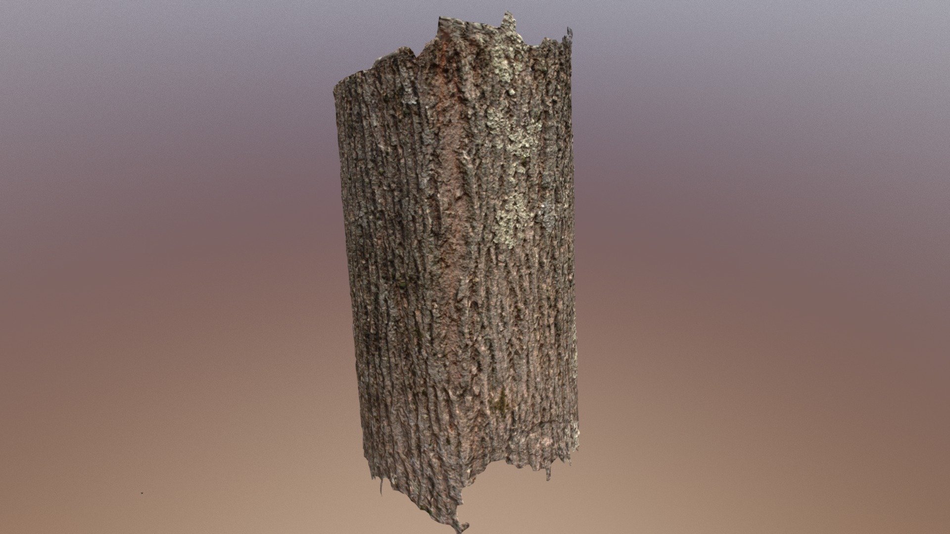 Tree 3D Scan - Download Free 3D model by 2TallTim [7cb7c38] - Sketchfab