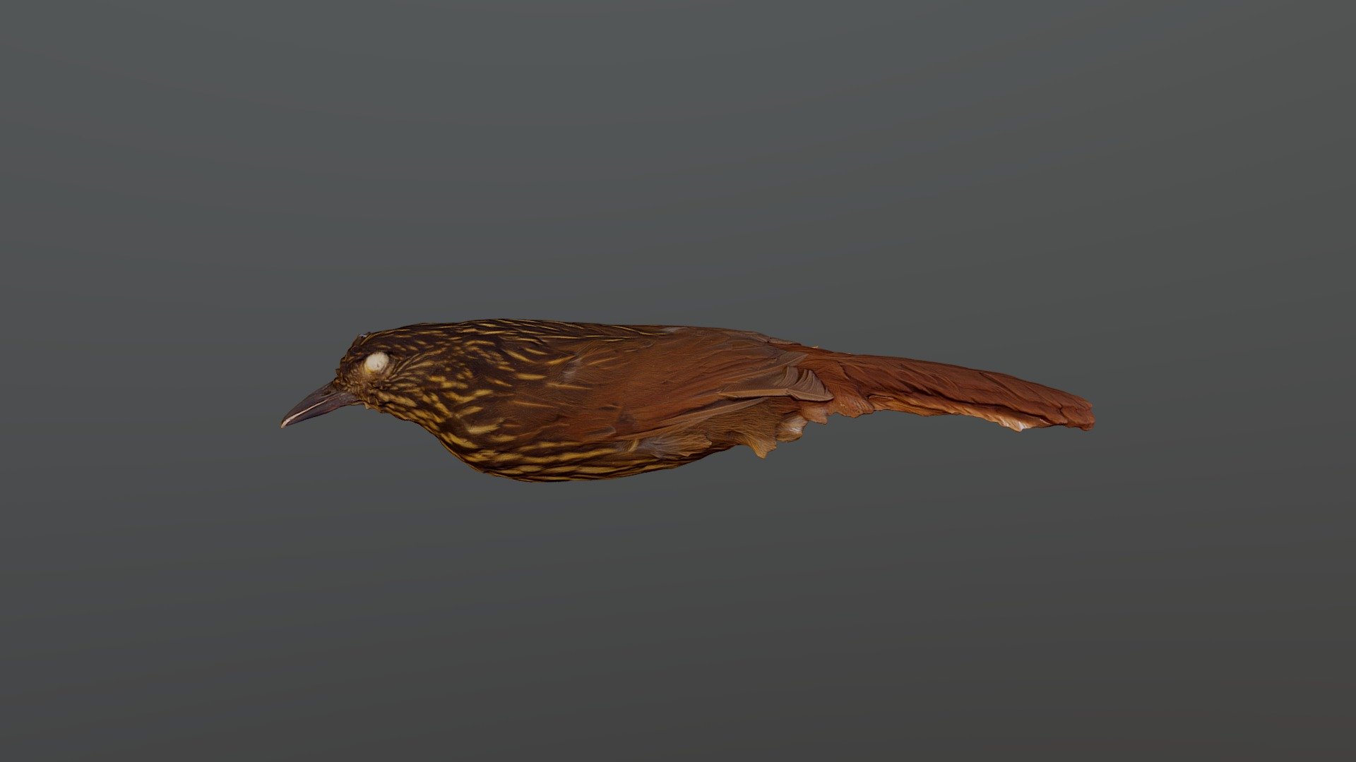 Flammulated Treehunter - T. flammulatus - Download Free 3D model by ...