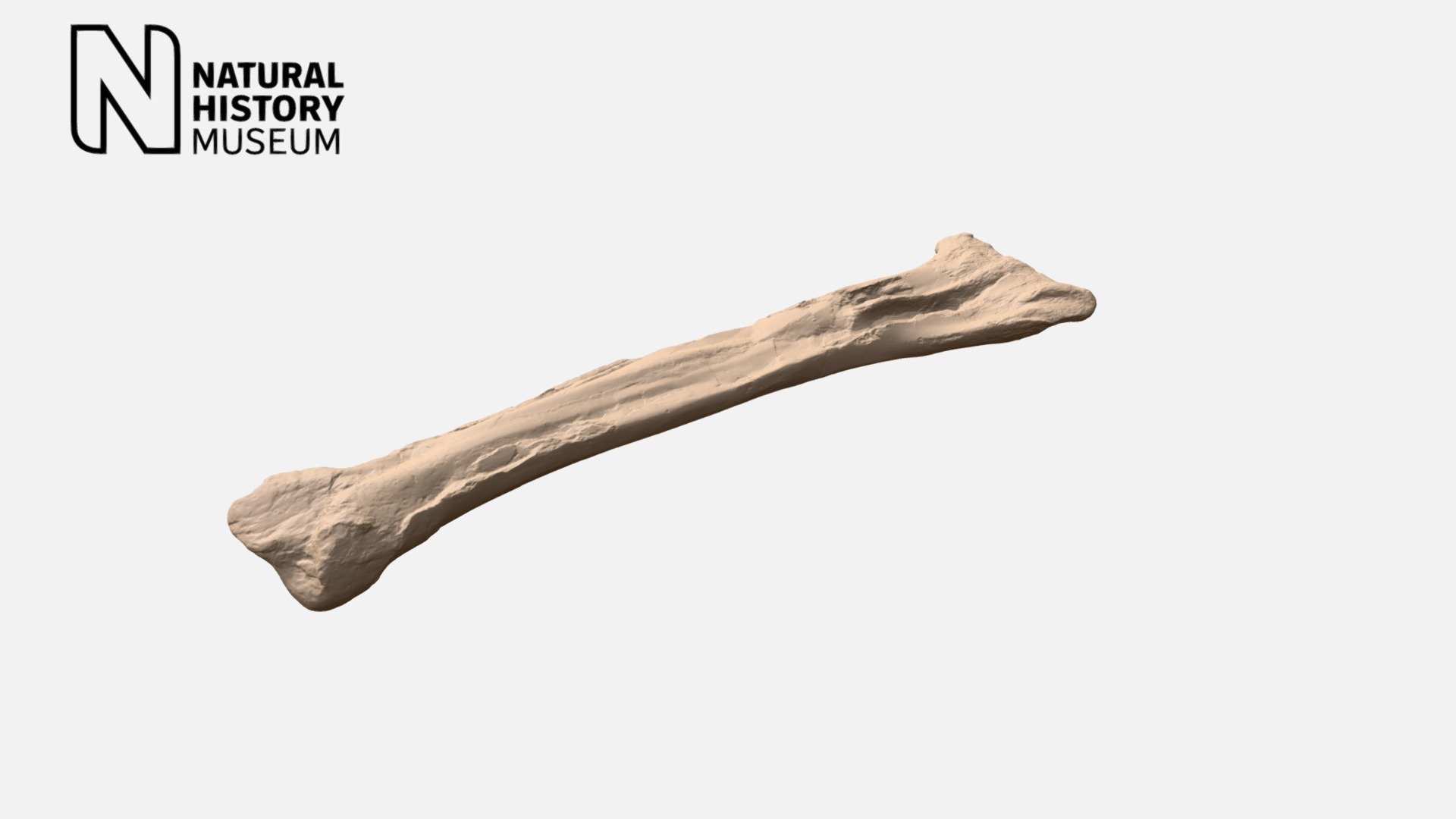 Sarcosaurus woodii femur - Download Free 3D model by NHM_Imaging ...